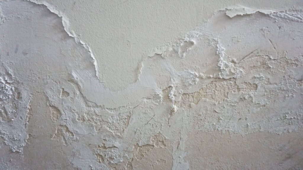 A Comprehensive Guide to Mold & Mildew | Wall to Wall Home Inspectors